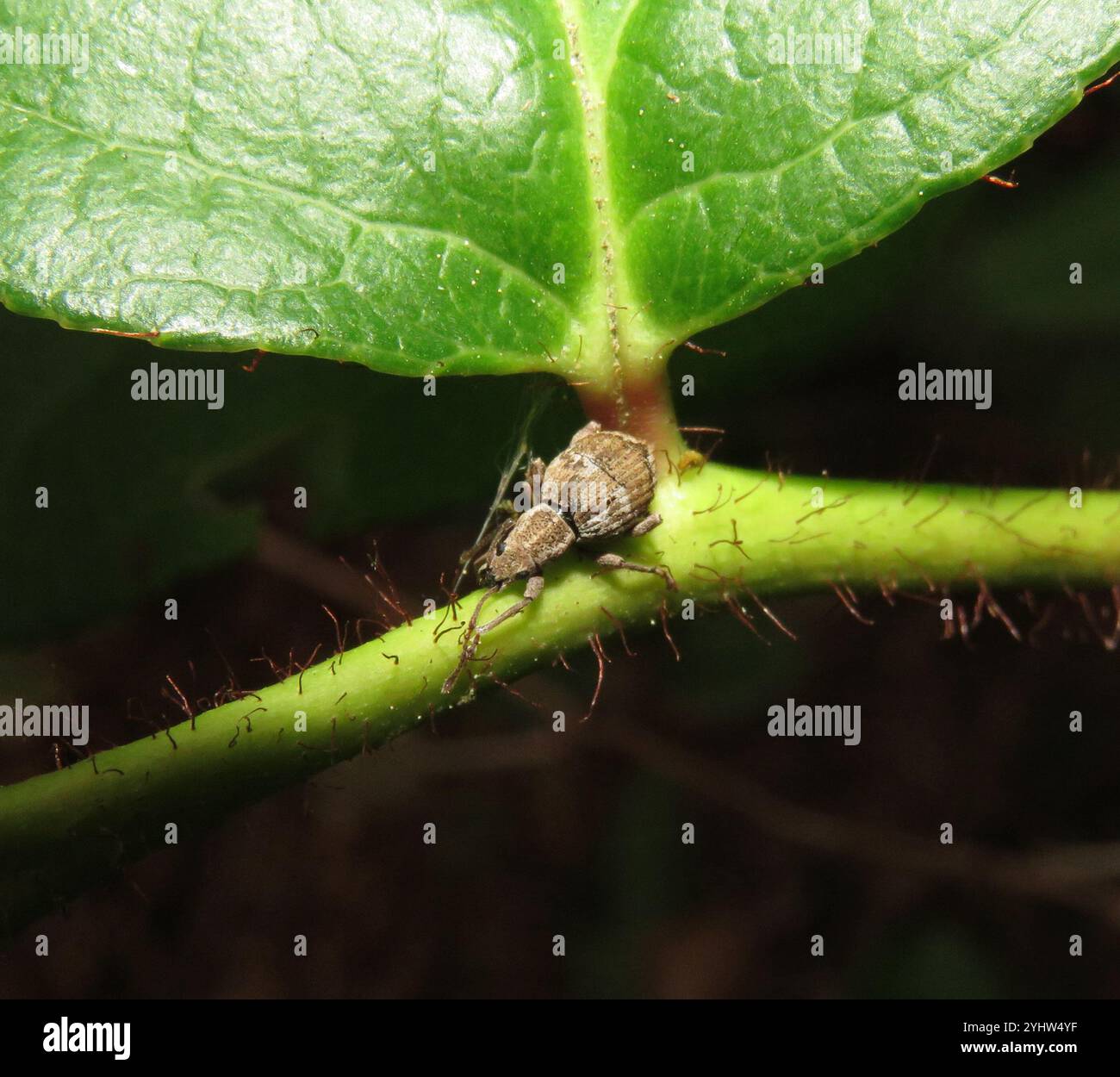obscure root weevil (Sciopithes obscurus Stock Photo - Alamy