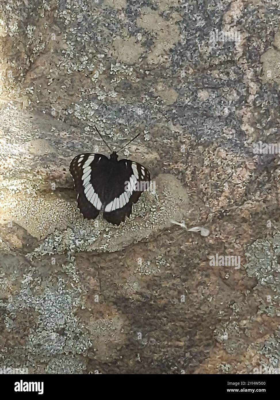 Weidemeyer's Admiral (Limenitis weidemeyerii Stock Photo - Alamy