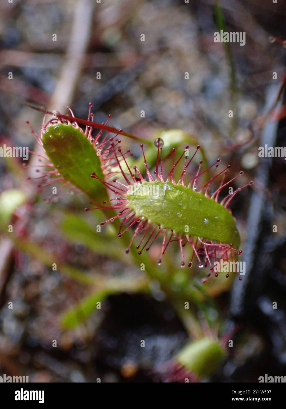 Great Sundew (Drosera anglica Stock Photo - Alamy