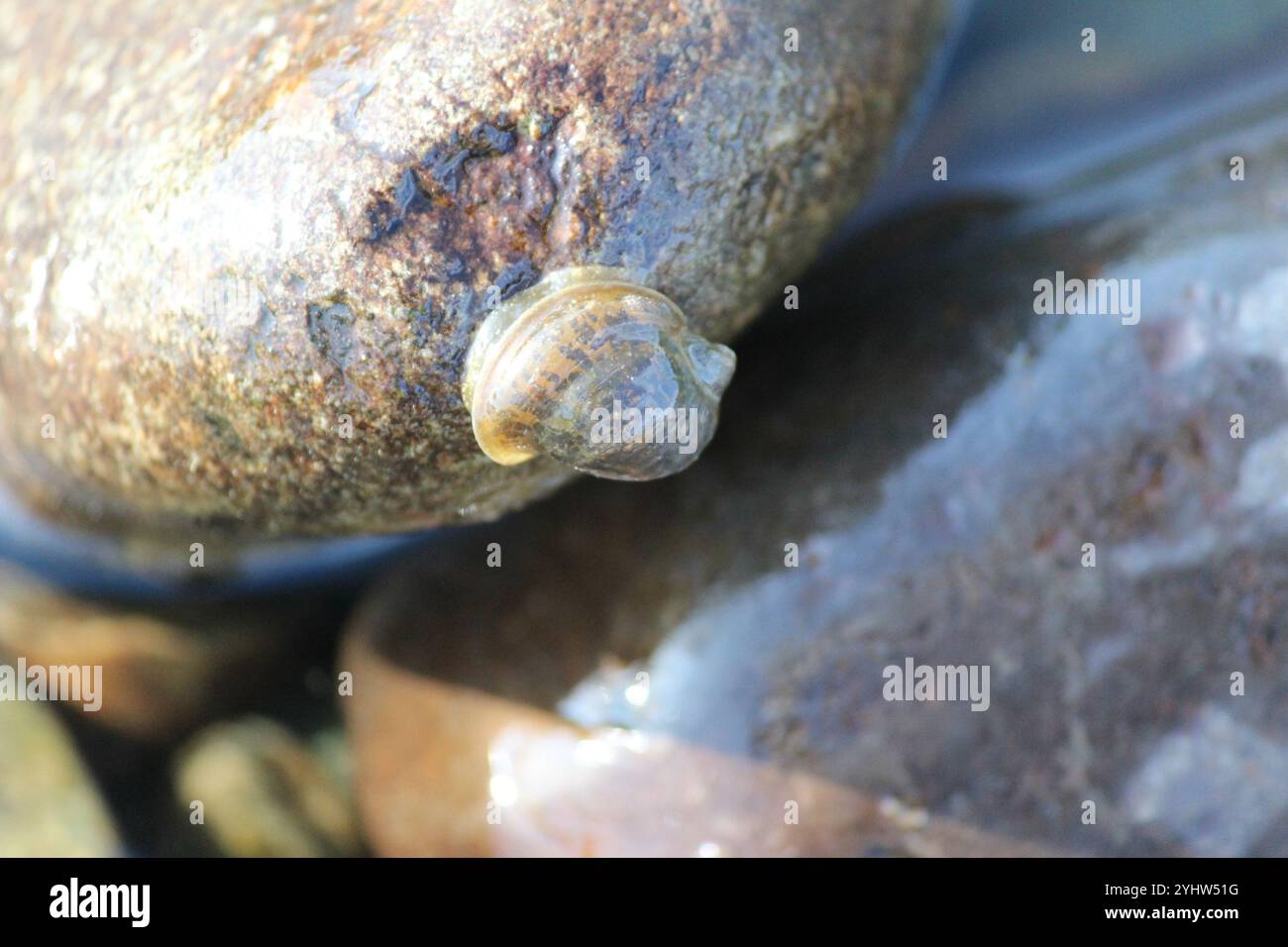 Pond and Melantho Snails (Lymnaeidae Stock Photo - Alamy