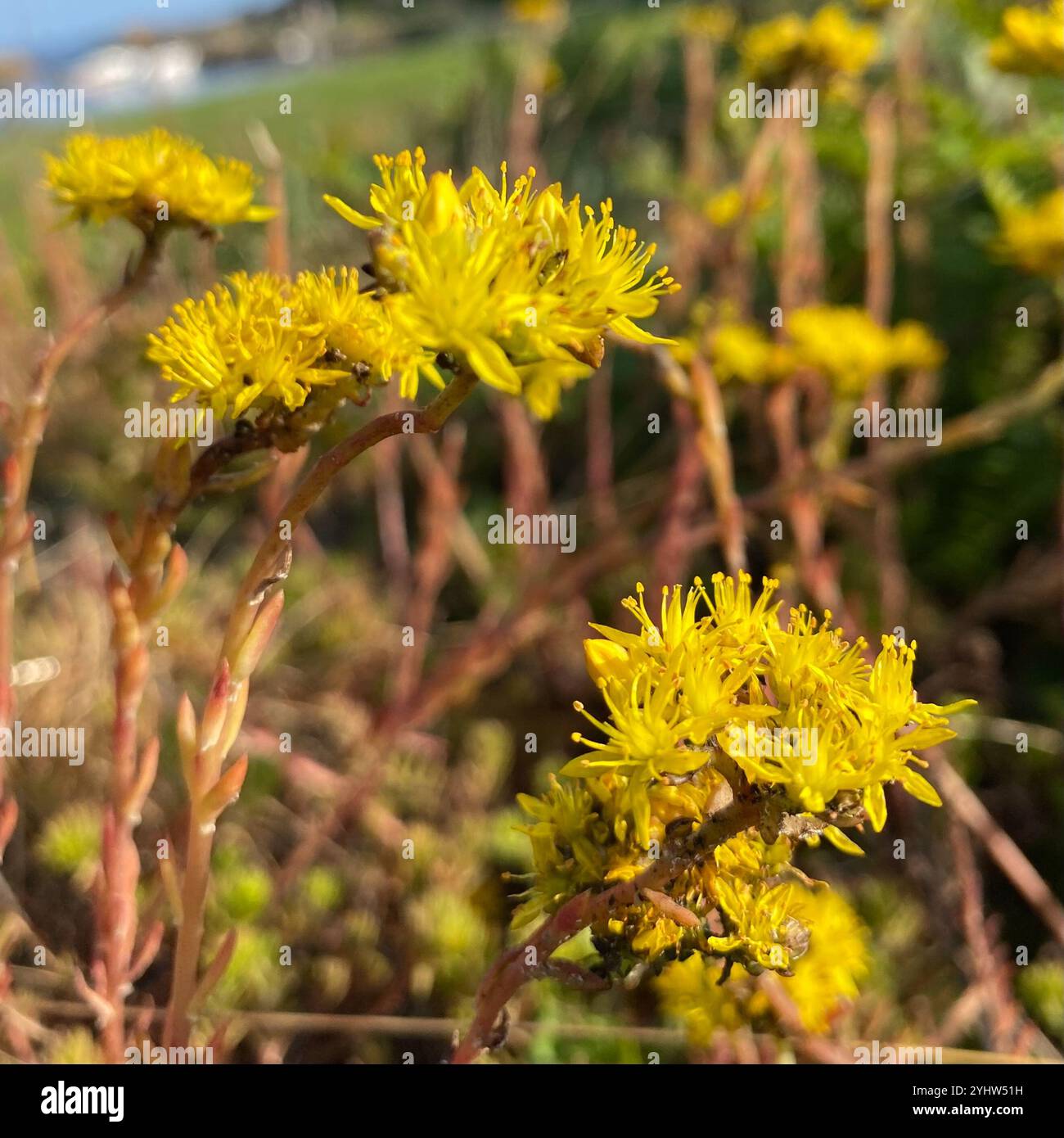 Reflexed Stonecrop (Petrosedum rupestre Stock Photo - Alamy