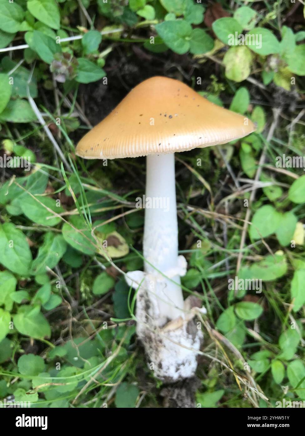 Orange Grisette (Amanita crocea Stock Photo - Alamy