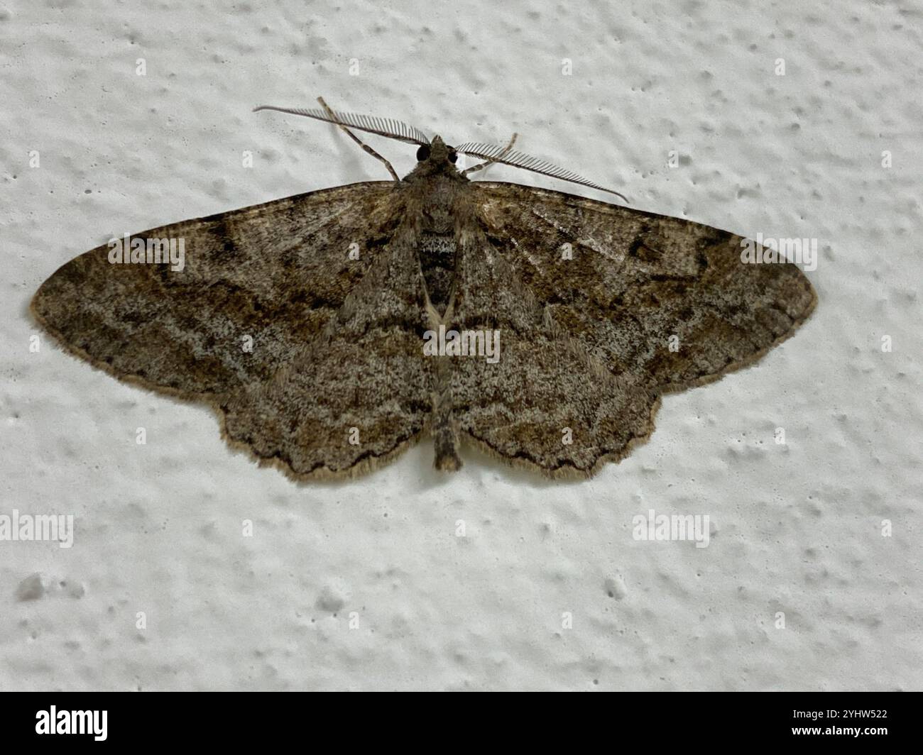 Mottled beauty alcis repandata hi-res stock photography and images - Alamy