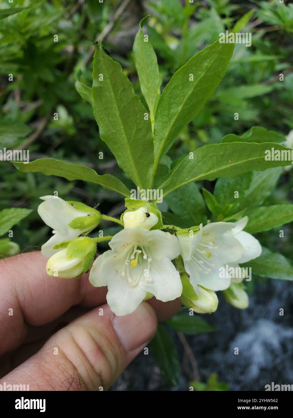 White-flowered Rhododendron (Rhododendron albiflorum Stock Photo - Alamy