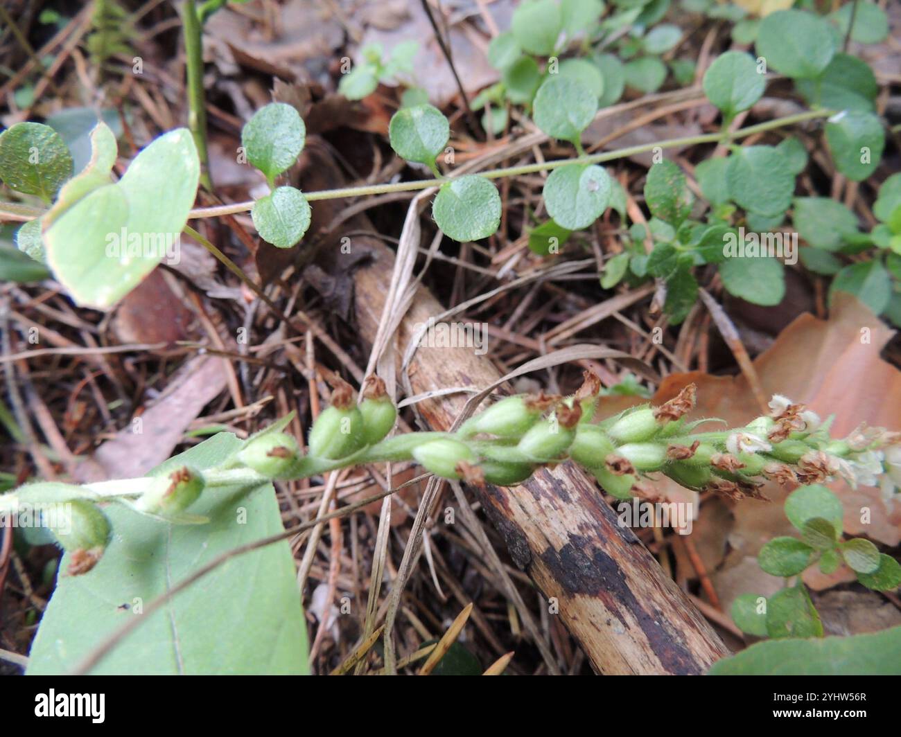 lesser rattlesnake plantain (Goodyera repens Stock Photo - Alamy