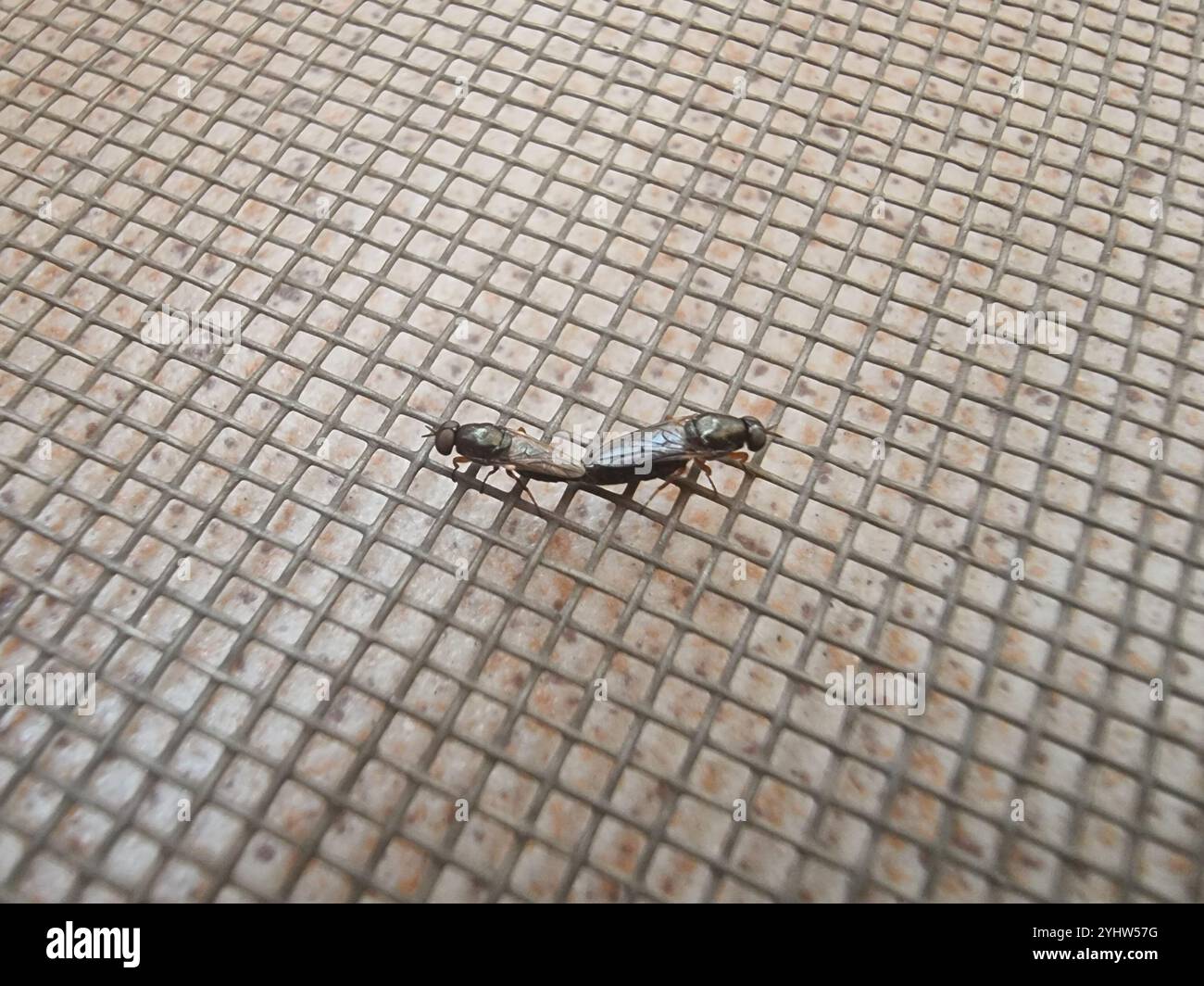 Scenopinus hi-res stock photography and images - Alamy