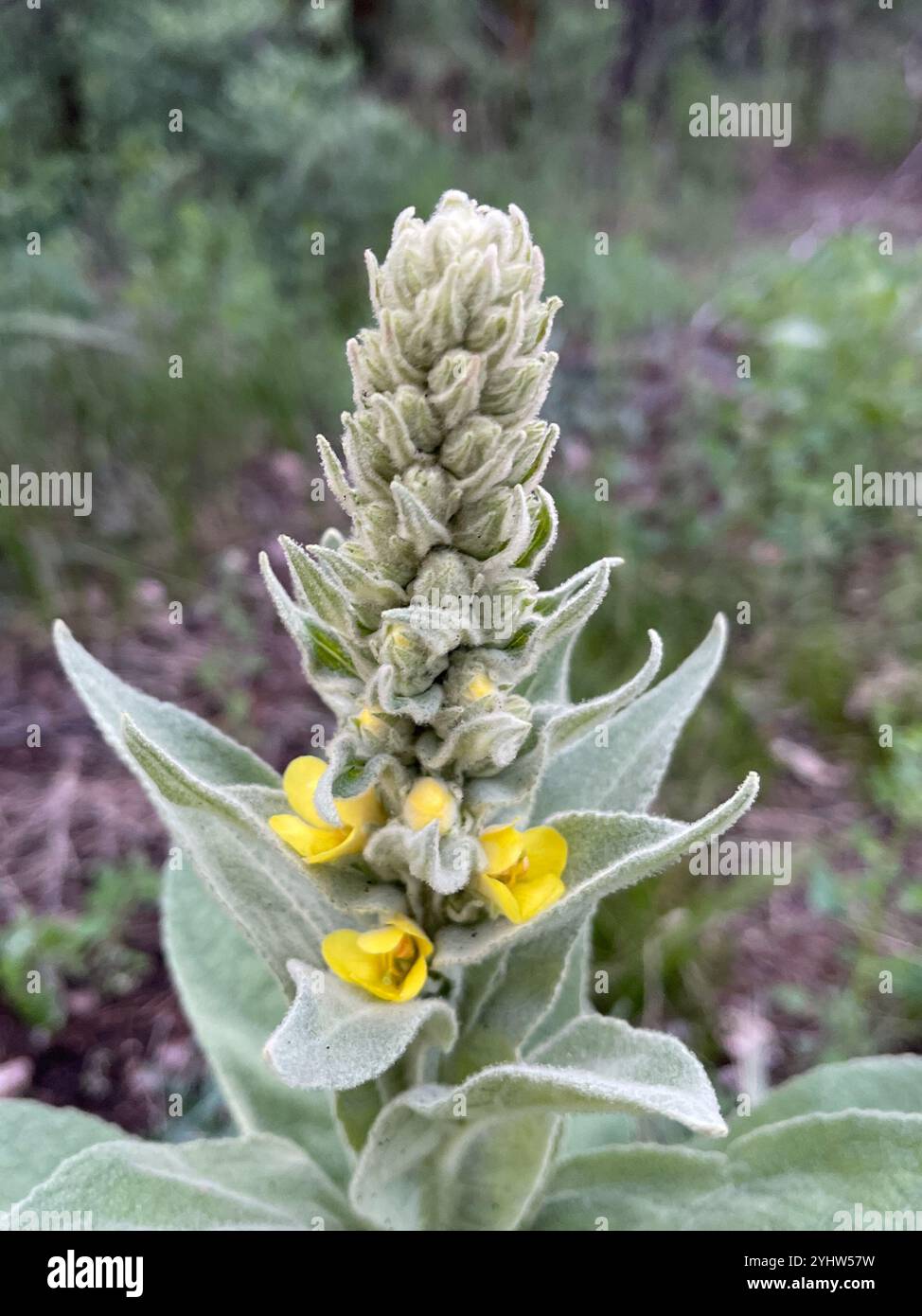 great mullein (Verbascum thapsus Stock Photo - Alamy