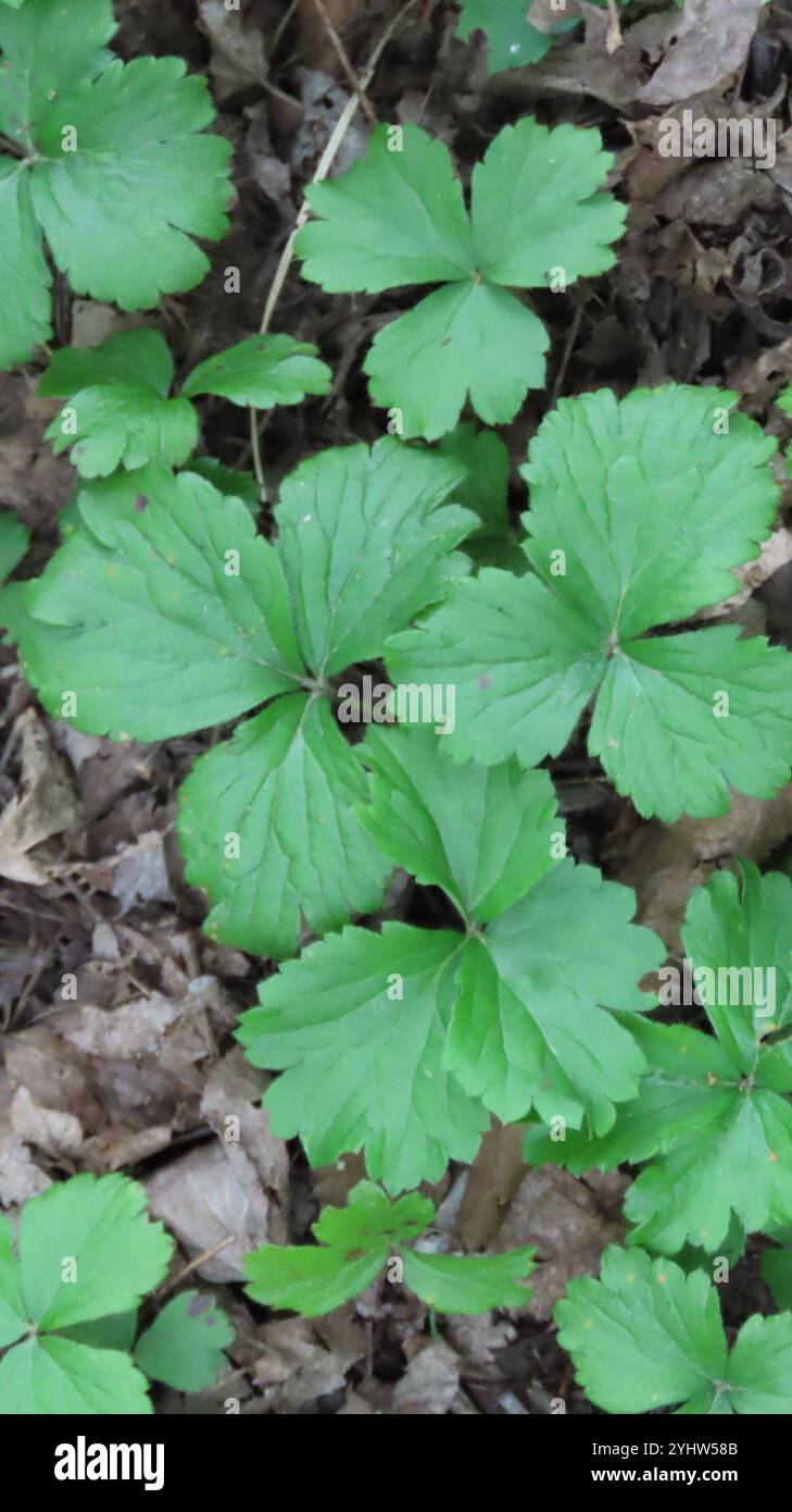 Appalachian barren-strawberry (Waldsteinia fragarioides Stock Photo - Alamy