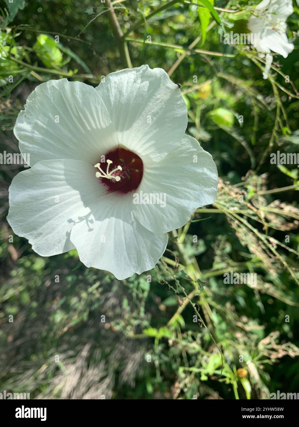 Halberd-leaf Rosemallow (Hibiscus laevis Stock Photo - Alamy