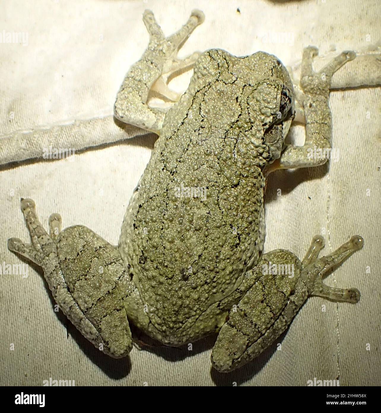 Cope's Gray Treefrog (Hyla chrysoscelis Stock Photo - Alamy