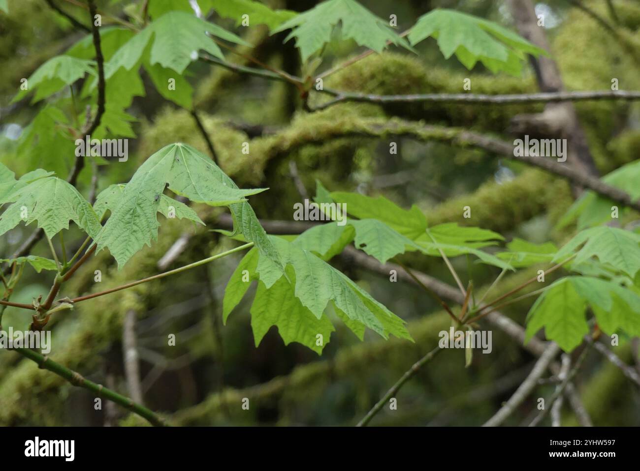bigleaf maple (Acer macrophyllum Stock Photo - Alamy