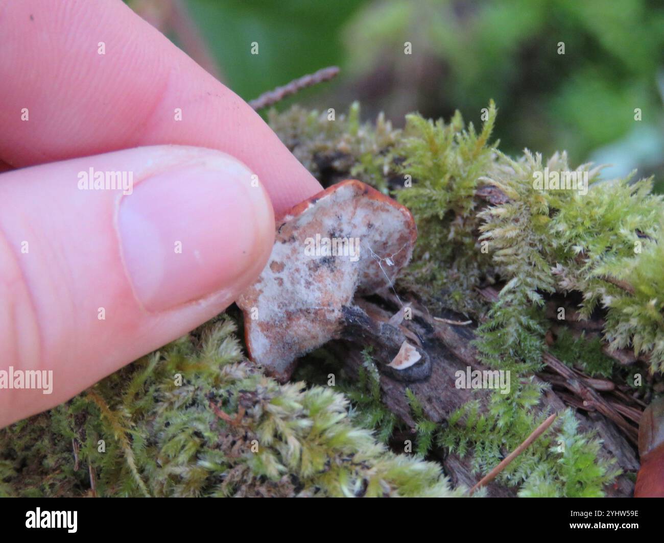 Bay Polypore (Picipes badius Stock Photo - Alamy