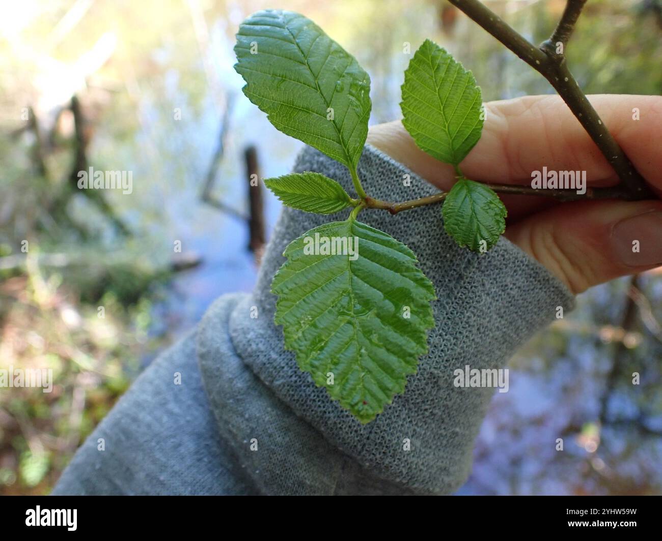 Red Alder (Alnus rubra Stock Photo - Alamy