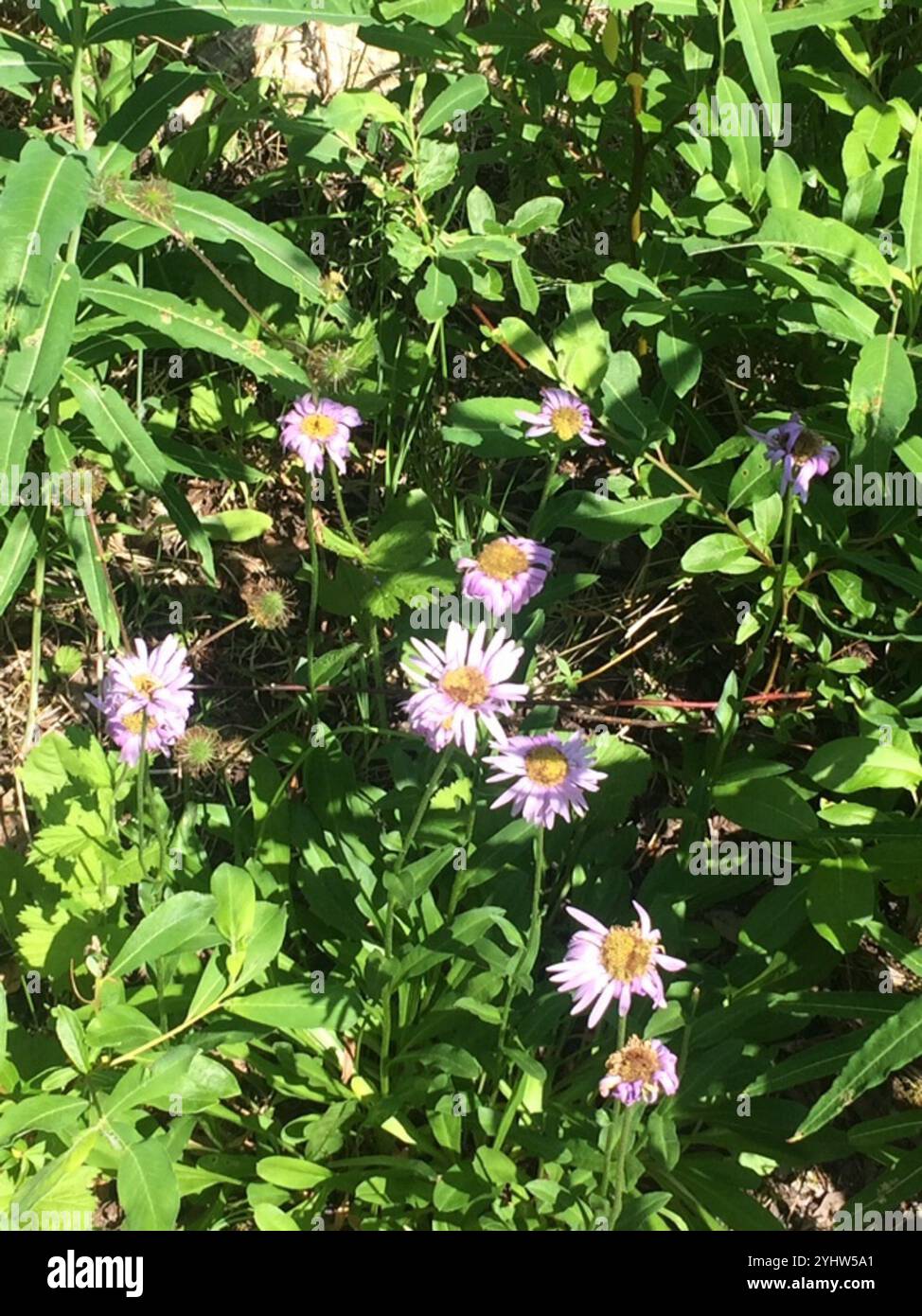 Subalpine Fleabane (Erigeron glacialis Stock Photo - Alamy