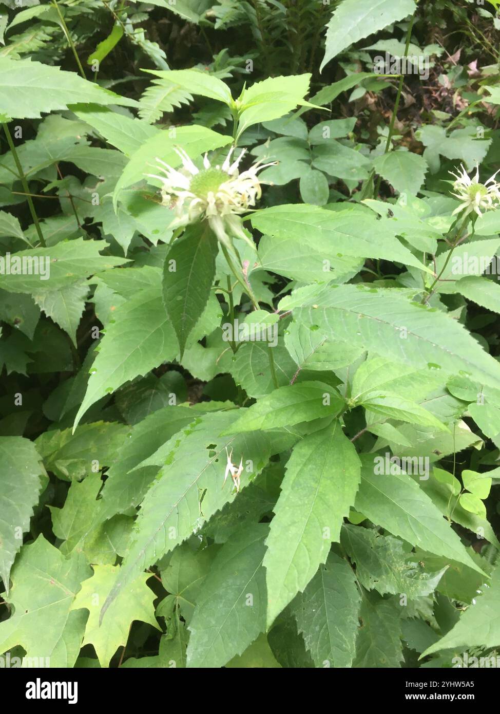 white bergamot (Monarda clinopodia Stock Photo - Alamy
