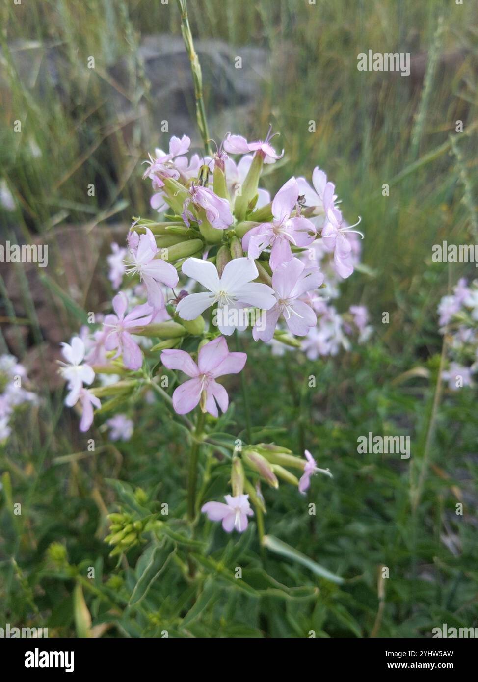common soapwort (Saponaria officinalis Stock Photo - Alamy