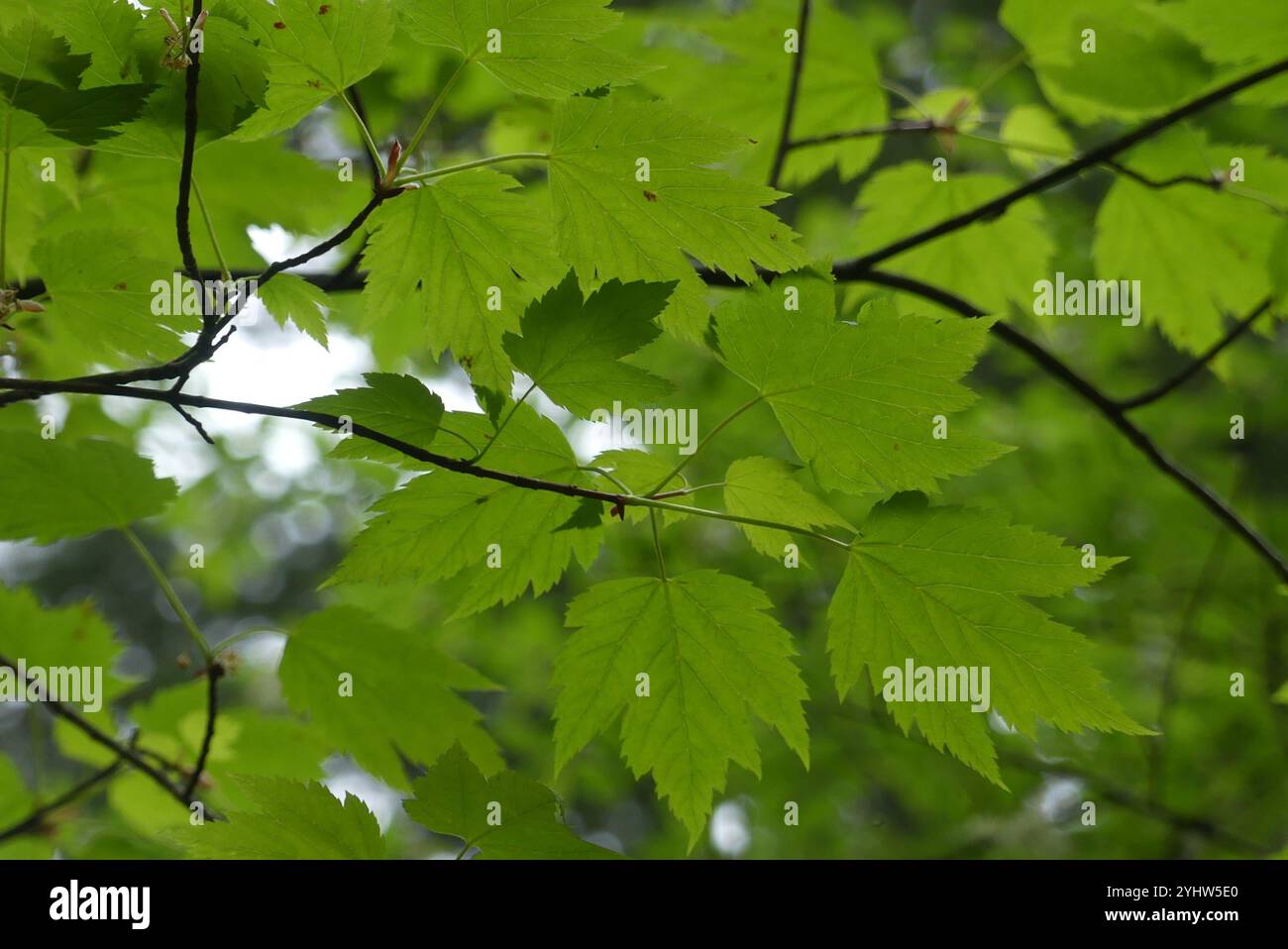 Rocky Mountain maple (Acer glabrum Stock Photo - Alamy
