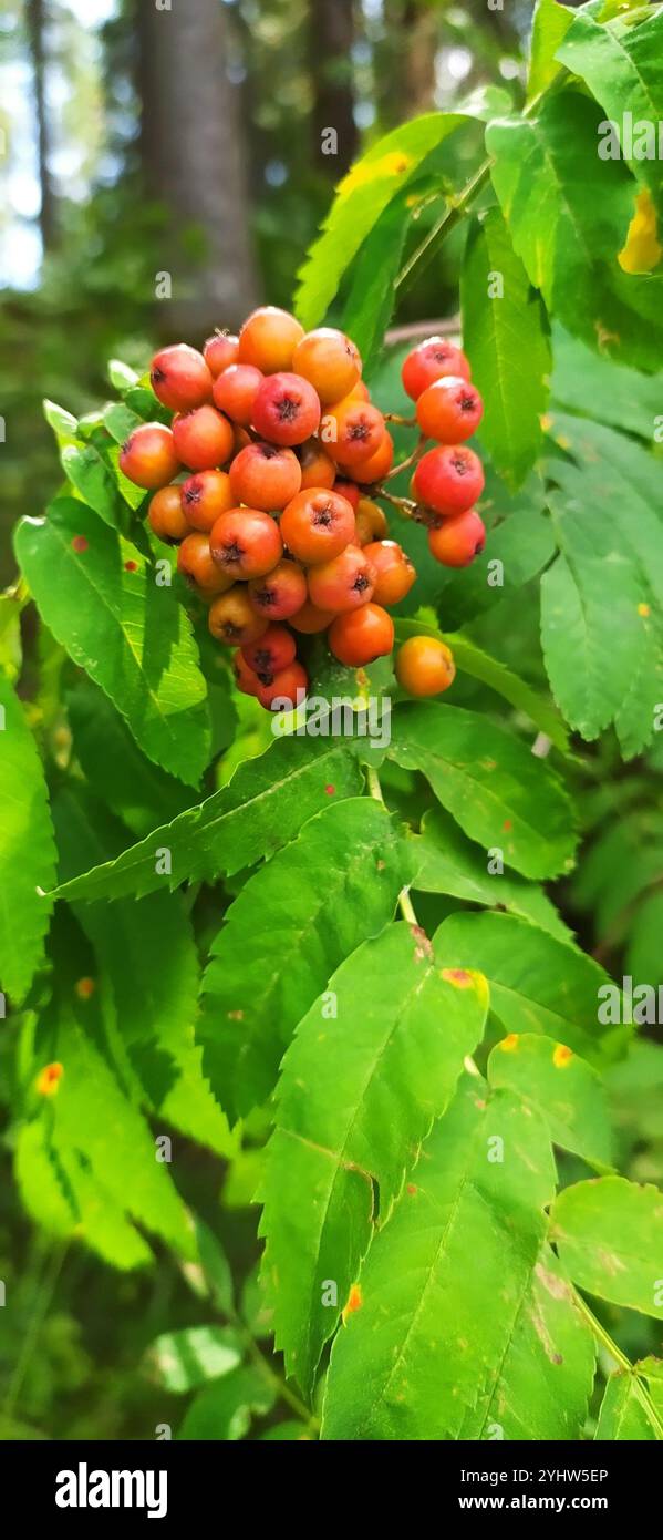 European mountain ash (Sorbus aucuparia Stock Photo - Alamy