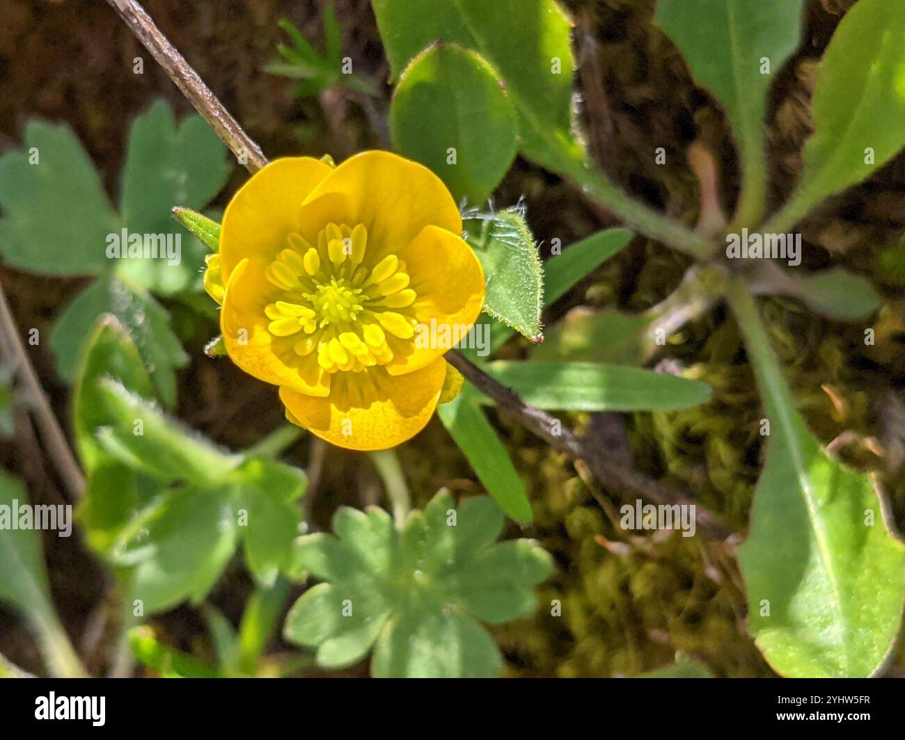 Mountain buttercup ranunculus montanus hi-res stock photography and ...