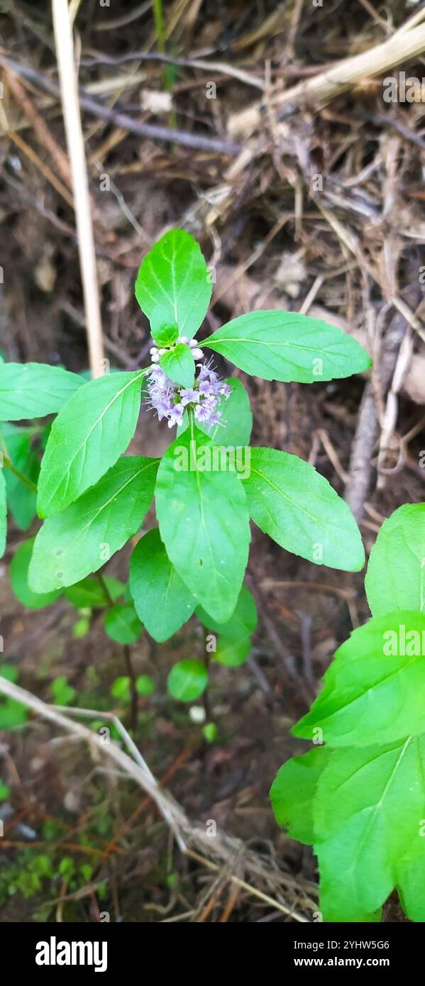 corn mint (Mentha arvensis Stock Photo - Alamy