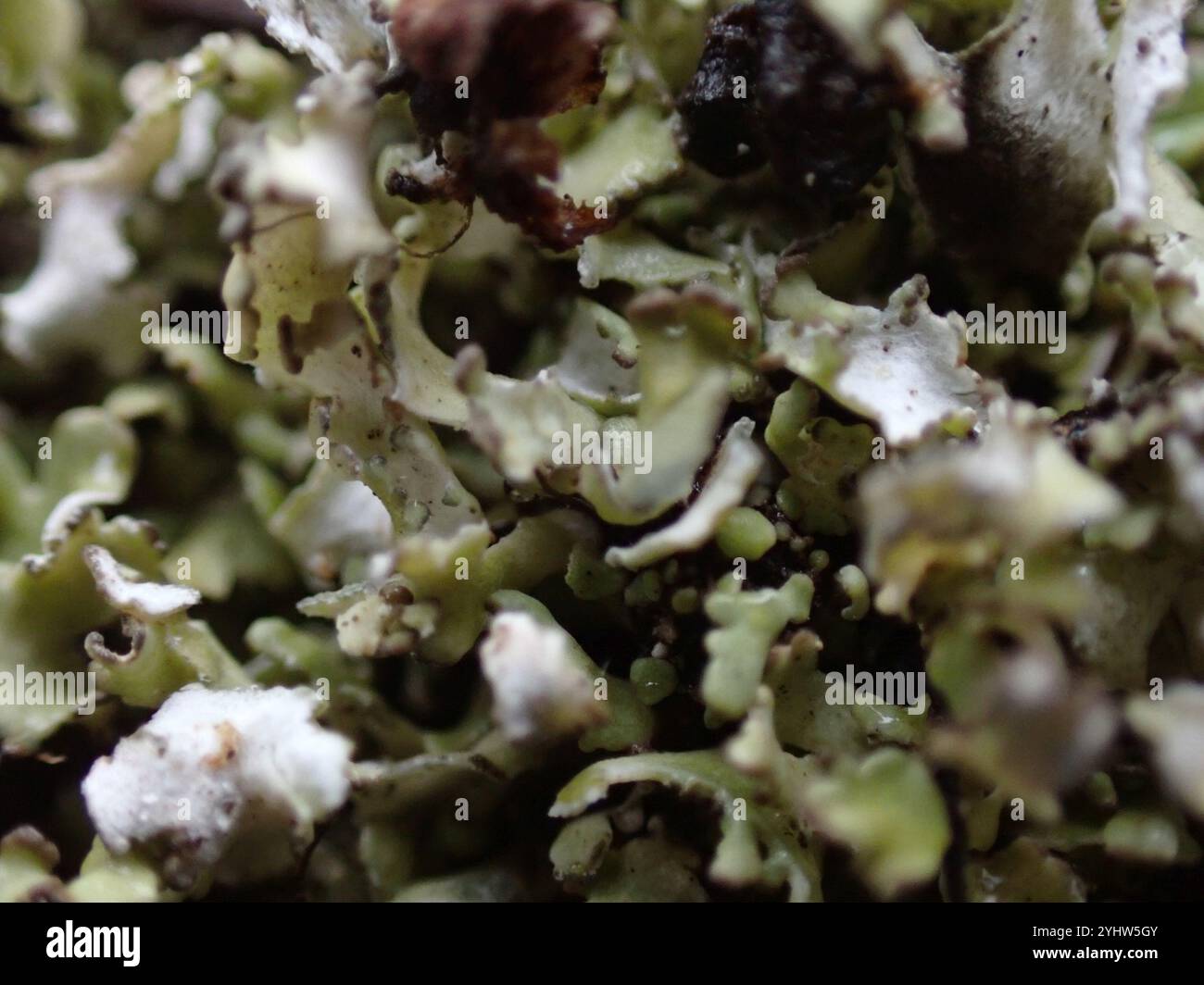 common lichens (Lecanoromycetes Stock Photo - Alamy