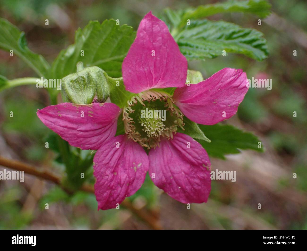 Salmonberry (Rubus spectabilis Stock Photo - Alamy