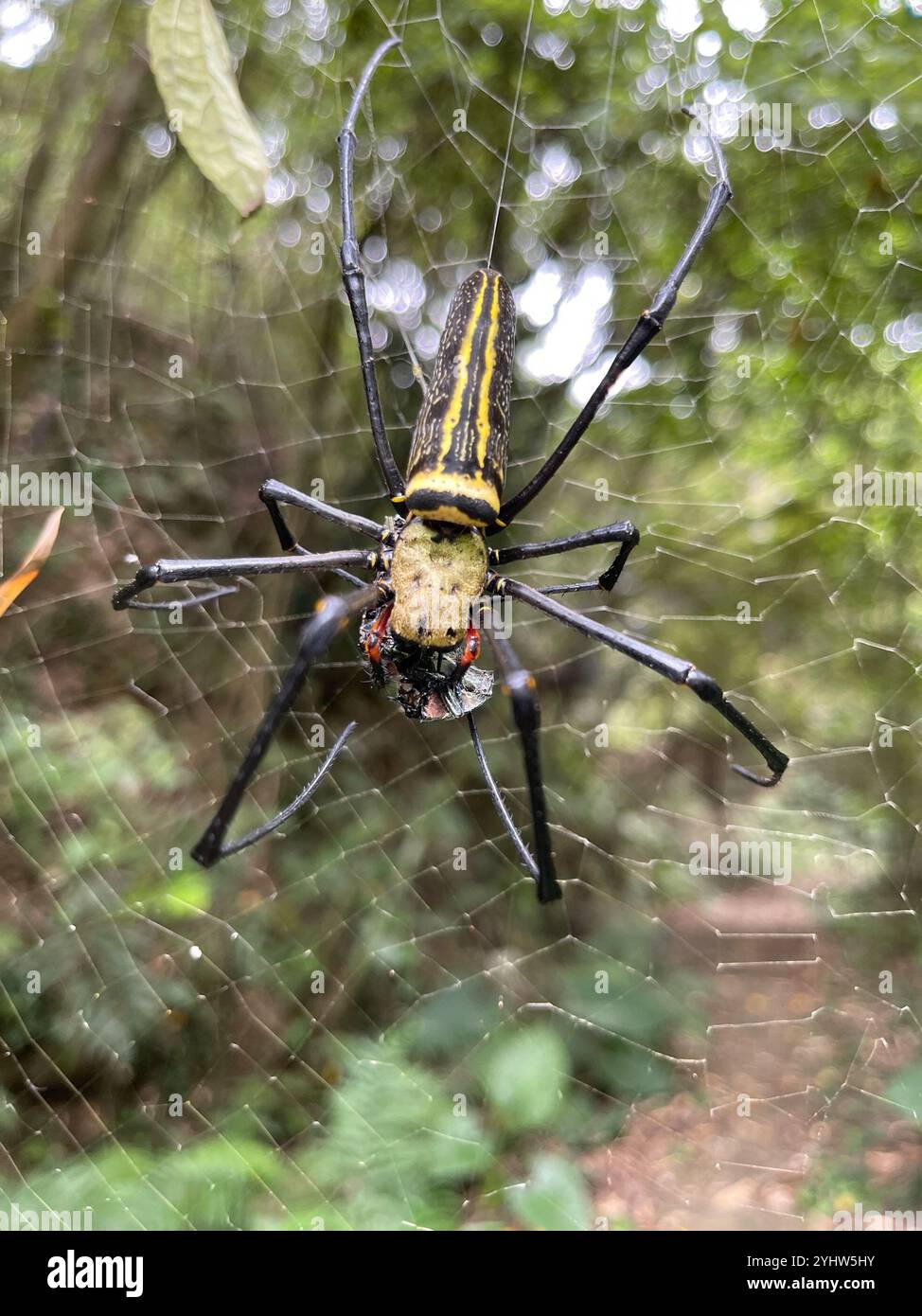 Giant Golden Orbweaver (Nephila pilipes Stock Photo - Alamy