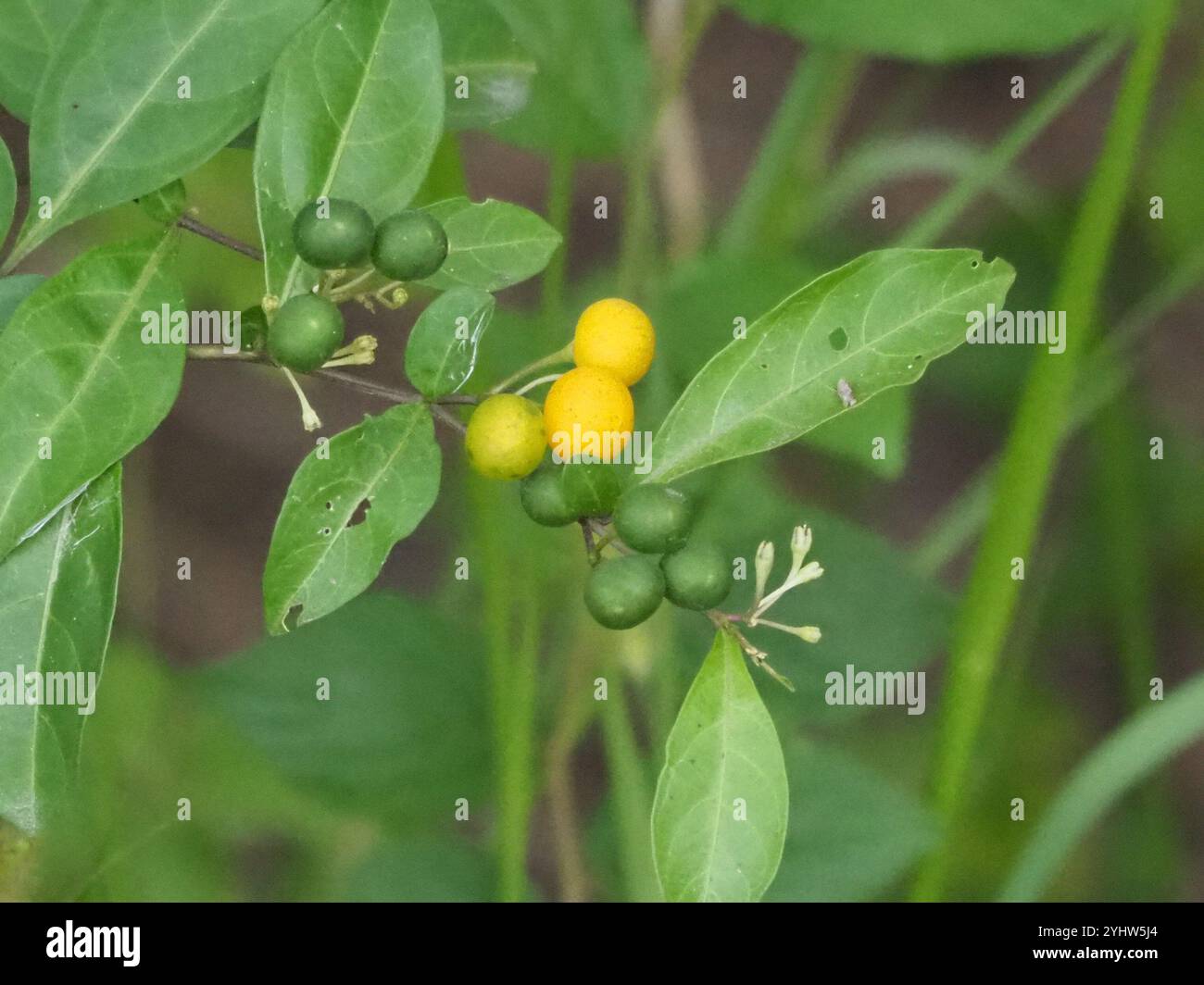 twoleaf nightshade (Solanum diphyllum Stock Photo - Alamy