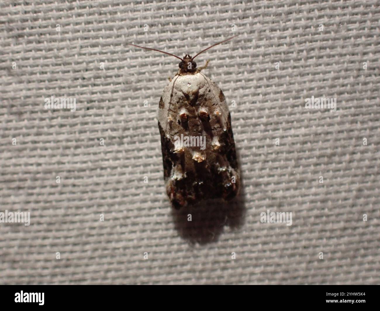 Snowy-shouldered Acleris Moth (Acleris nivisellana Stock Photo - Alamy