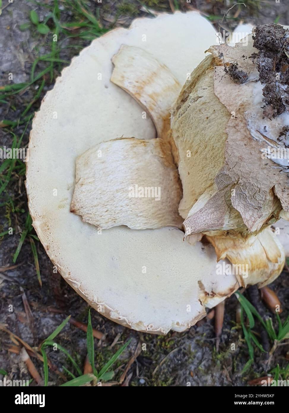 Summer Bolete (Boletus reticulatus Stock Photo - Alamy