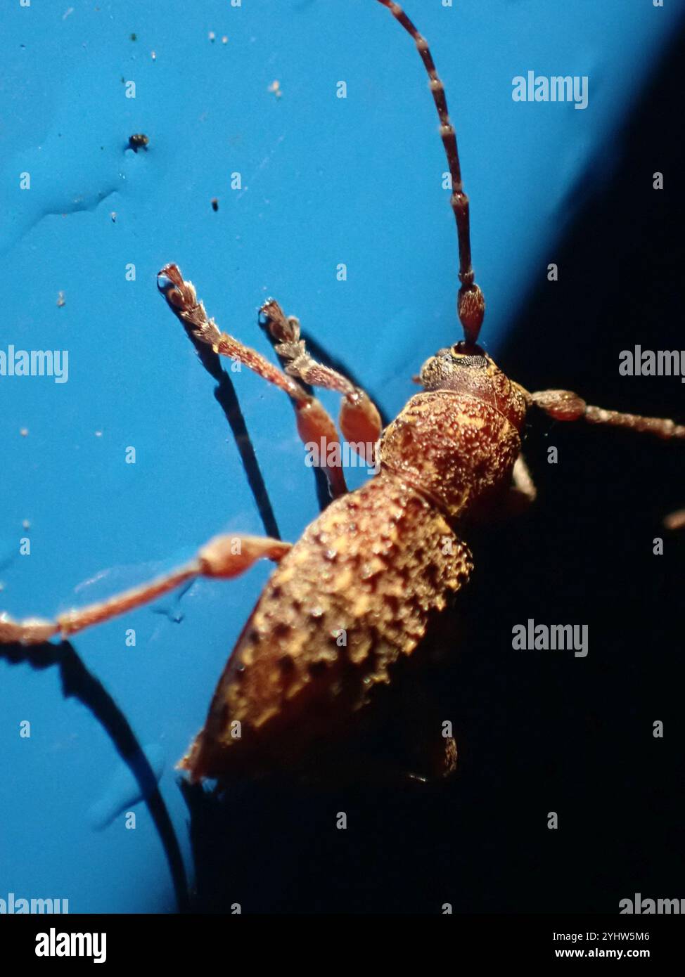 Thorn-tailed Longhorn Beetle (Plectrura spinicauda Stock Photo - Alamy