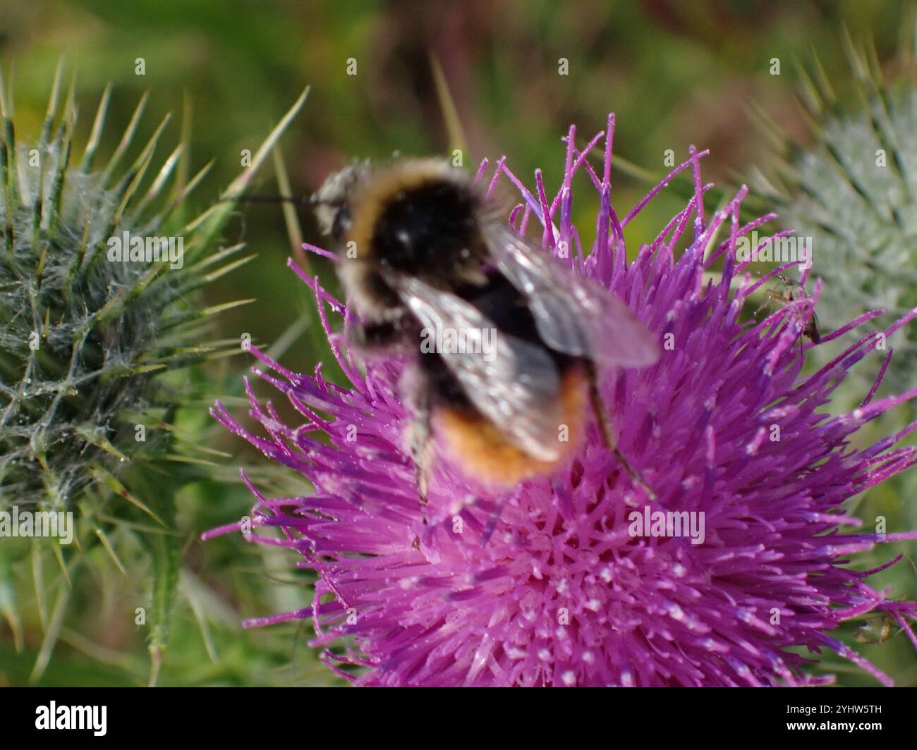 Red-tailed Bumble Bee (Bombus lapidarius Stock Photo - Alamy