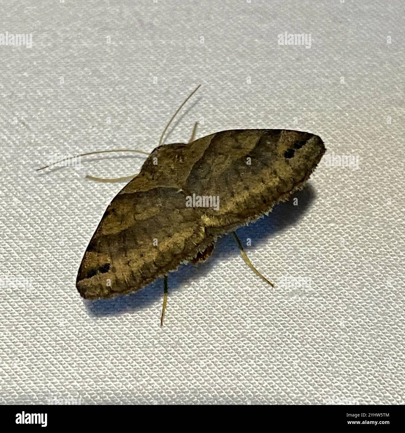 Crassiuscula hi-res stock photography and images - Alamy