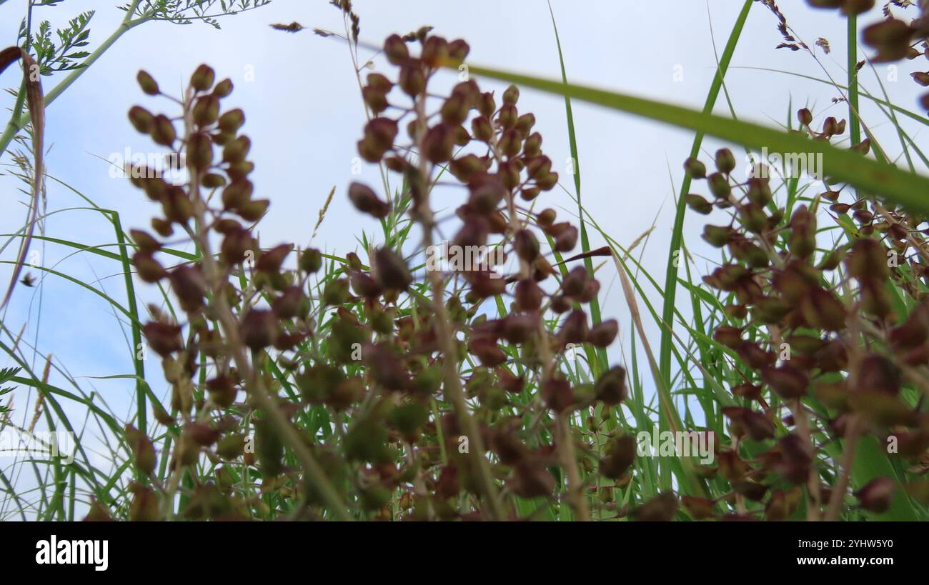 field peppergrass (Lepidium campestre Stock Photo - Alamy