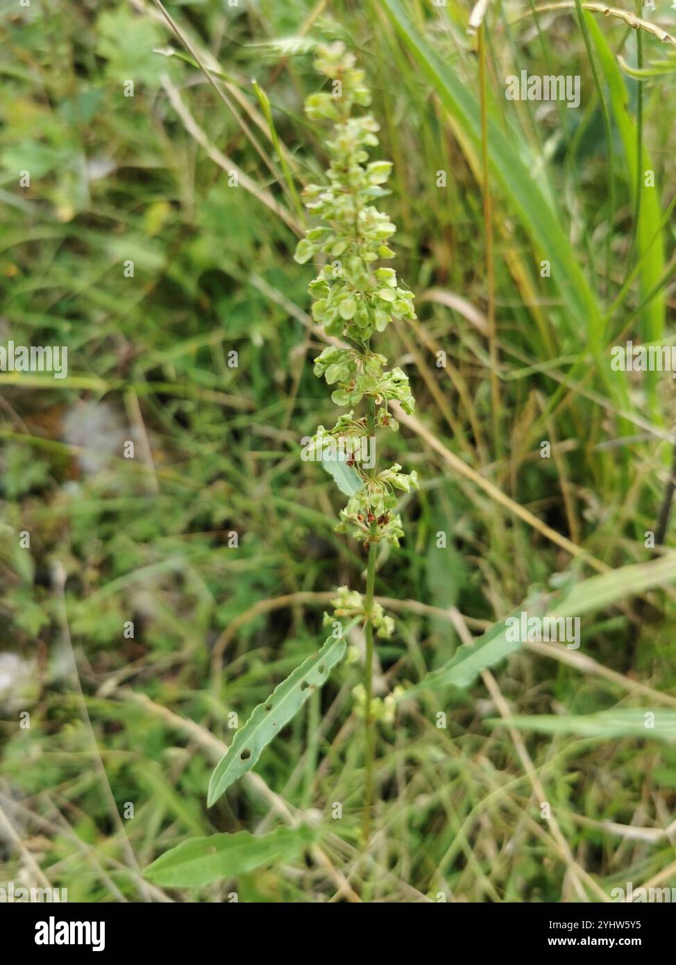 Clustered Dock (Rumex conglomeratus Stock Photo - Alamy