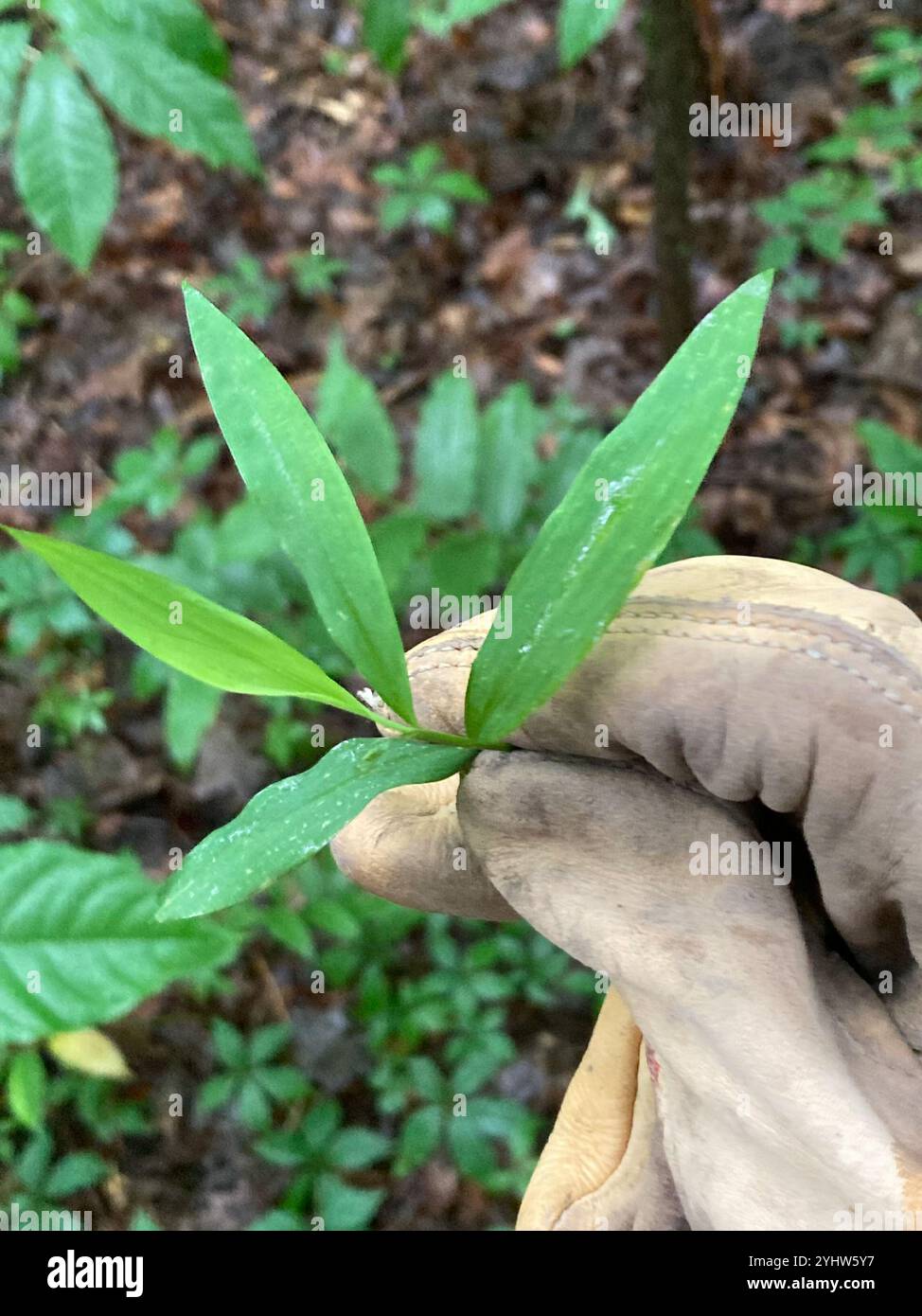 Japanese stiltgrass (Microstegium vimineum Stock Photo - Alamy