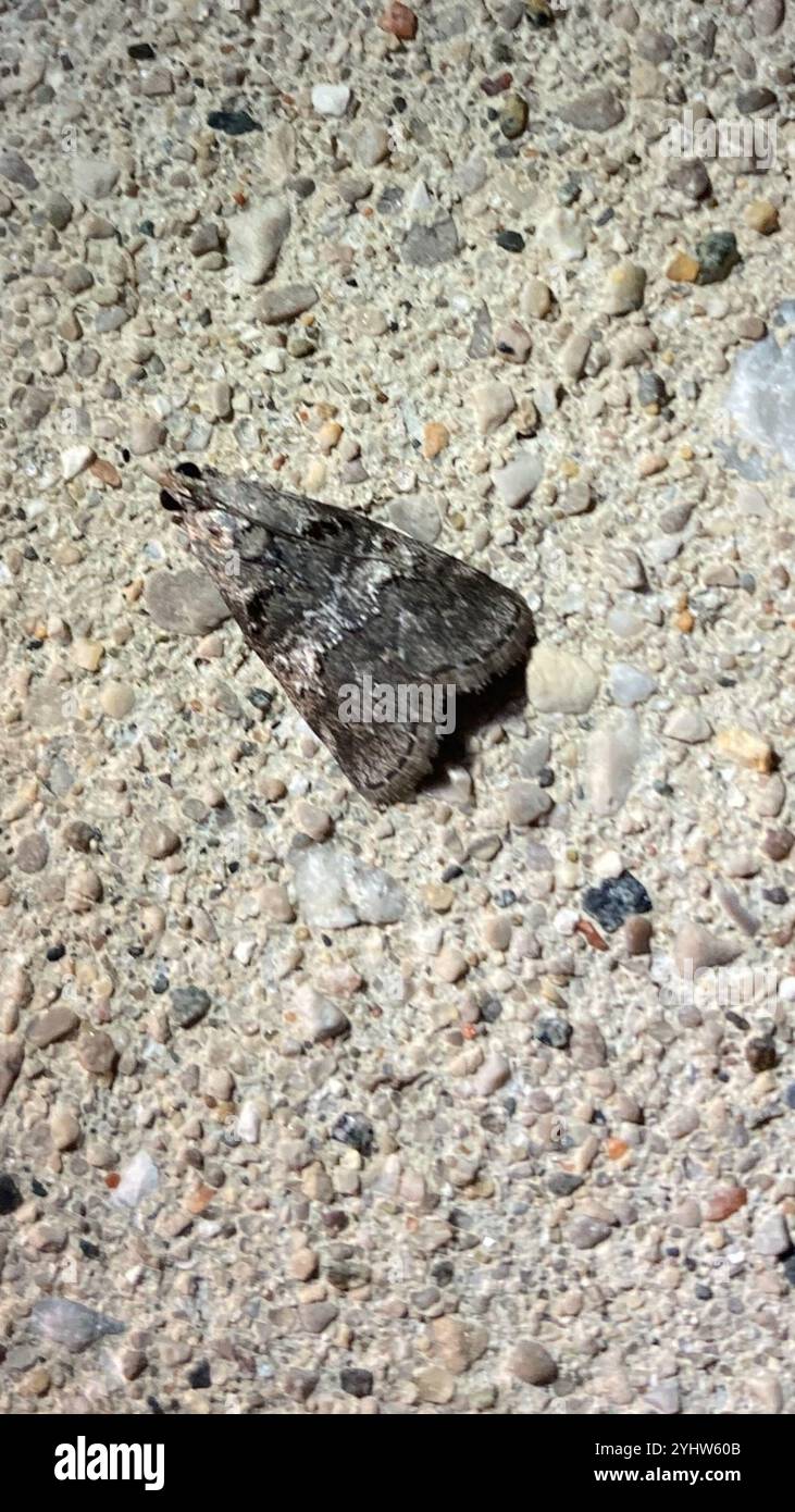 Maple Webworm Moth (Pococera asperatella Stock Photo - Alamy