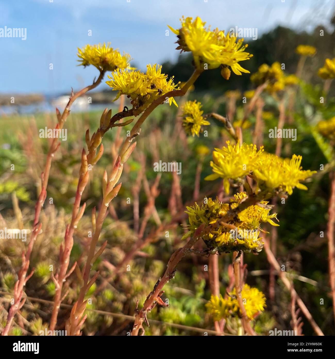 Reflexed Stonecrop (Petrosedum rupestre Stock Photo - Alamy