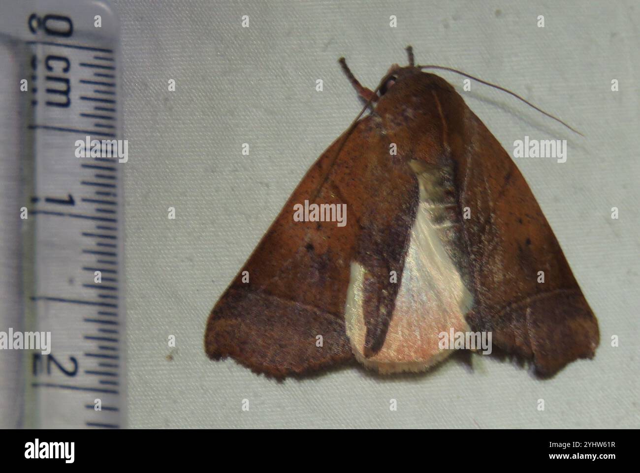 Carea hi-res stock photography and images - Alamy