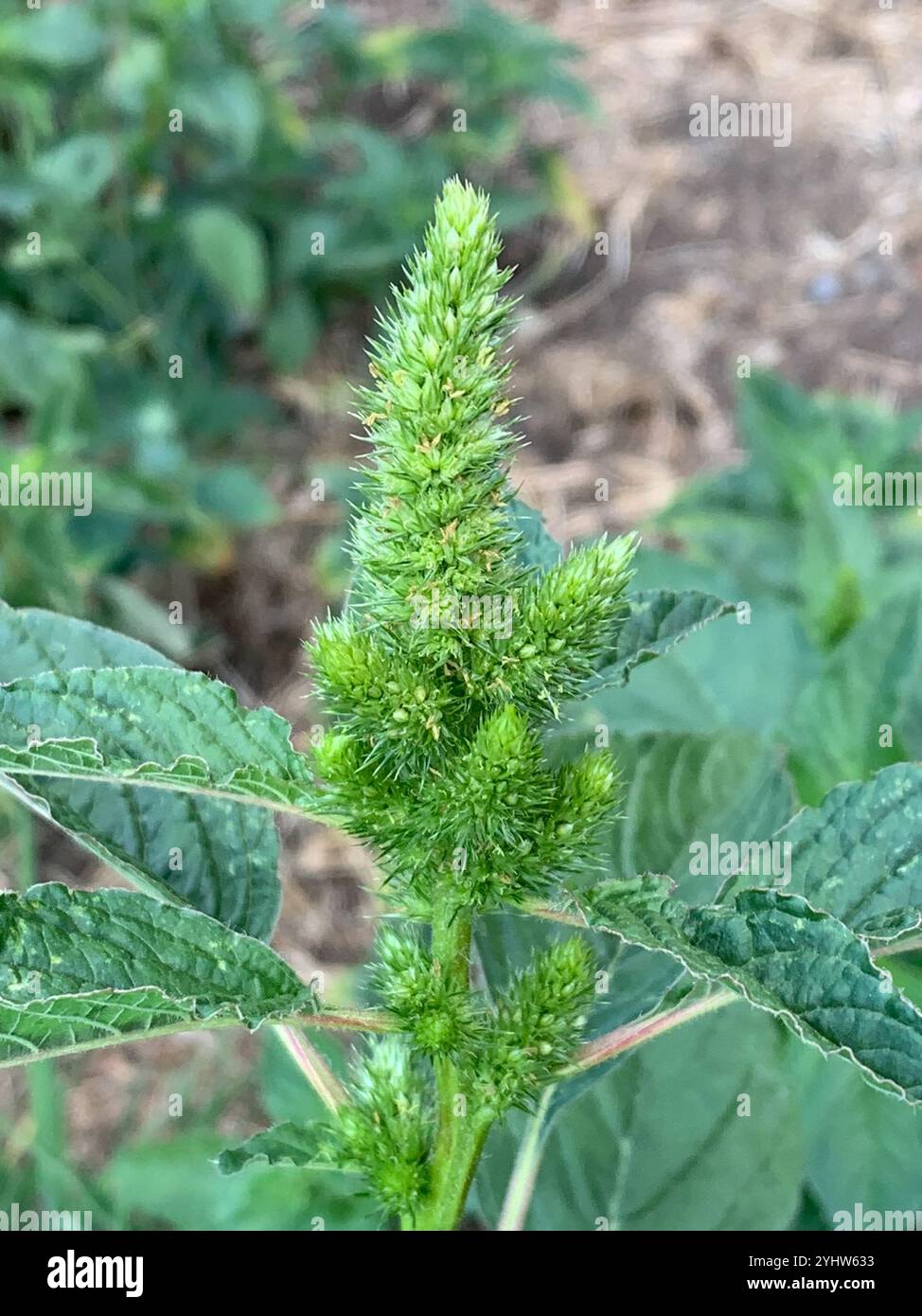 Amaranthus powellii hi-res stock photography and images - Alamy