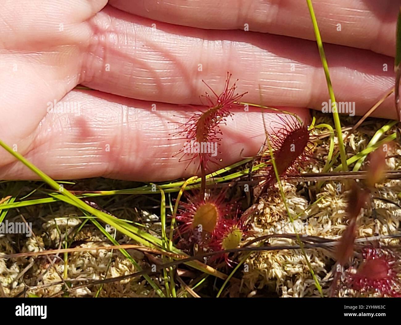 Great Sundew (Drosera anglica Stock Photo - Alamy