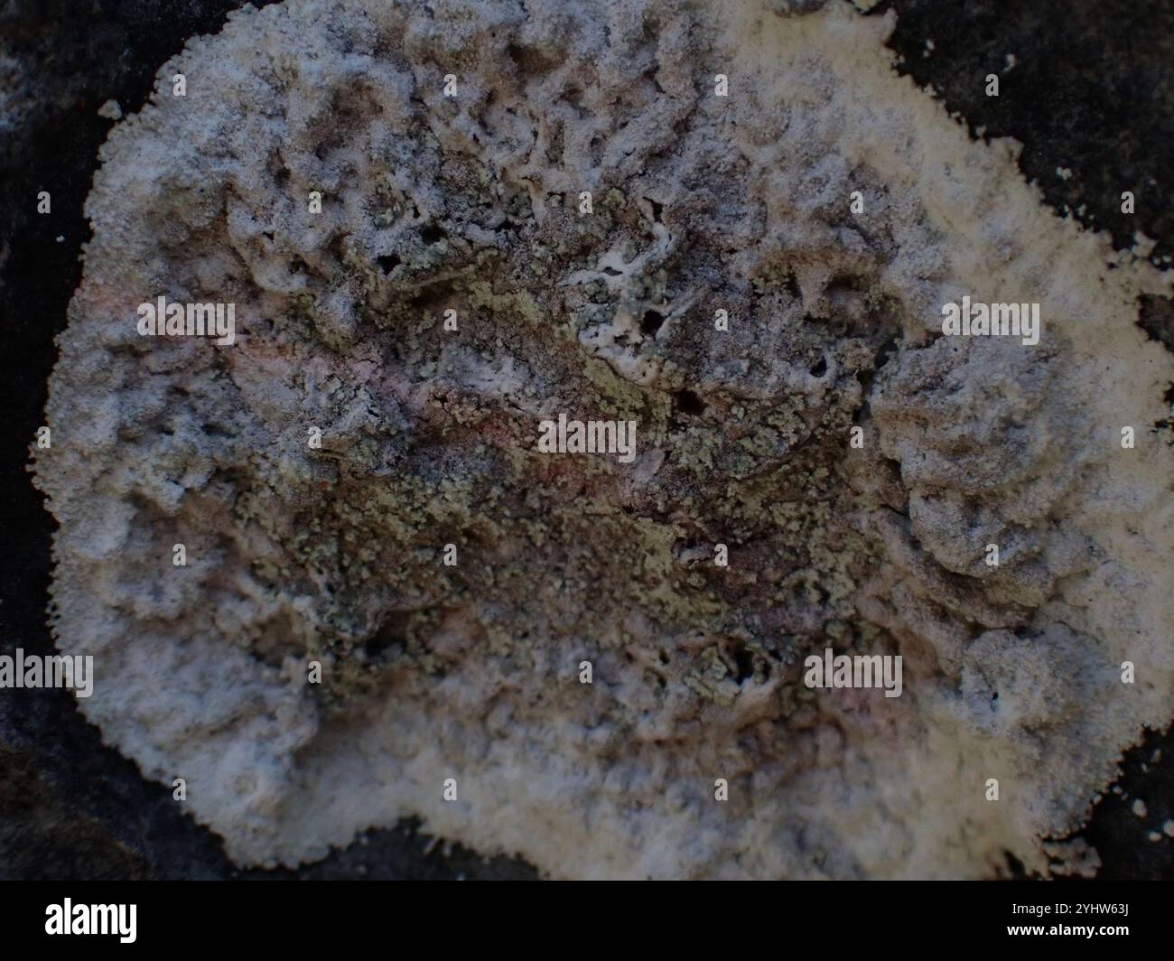 Ascomycete Fungi (Ascomycota Stock Photo - Alamy