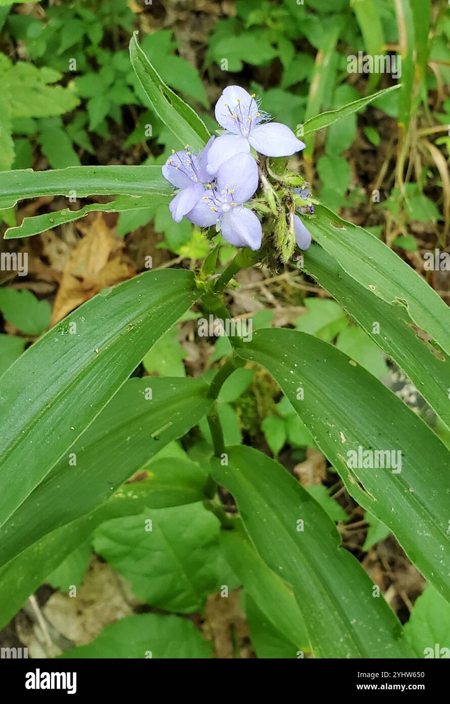 Zigzag Spiderwort (Tradescantia subaspera Stock Photo - Alamy