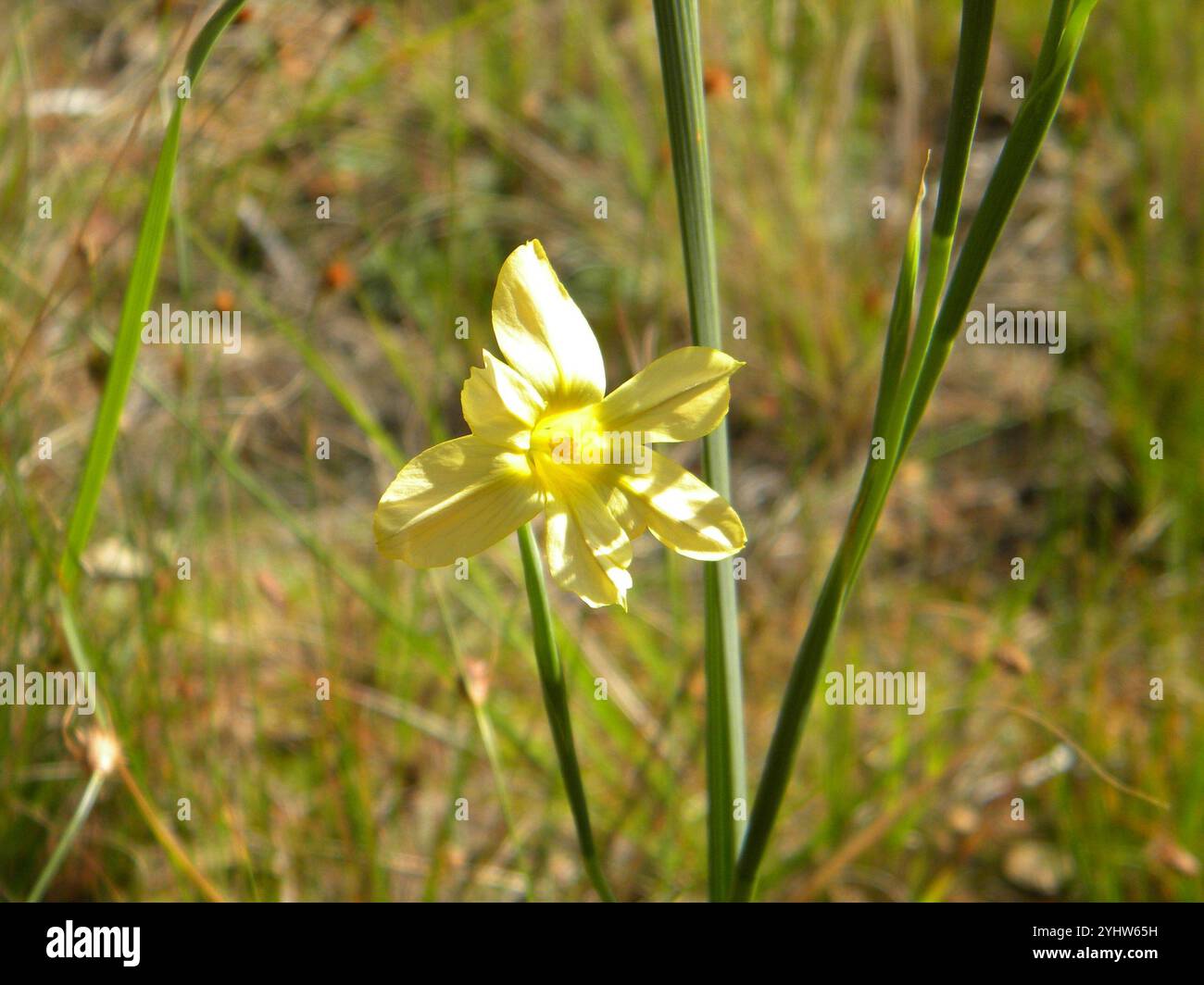 Cape Tulip (Moraea collina Stock Photo - Alamy