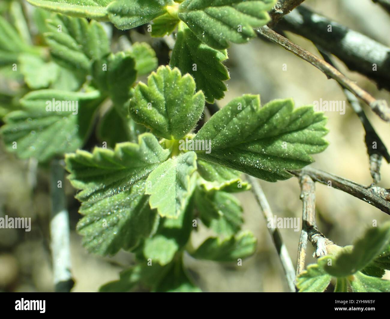 Holodiscus microphyllus hi-res stock photography and images - Alamy