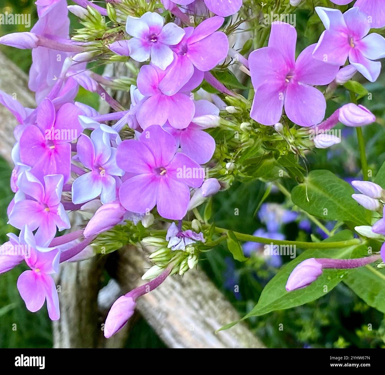 fall phlox (Phlox paniculata Stock Photo - Alamy