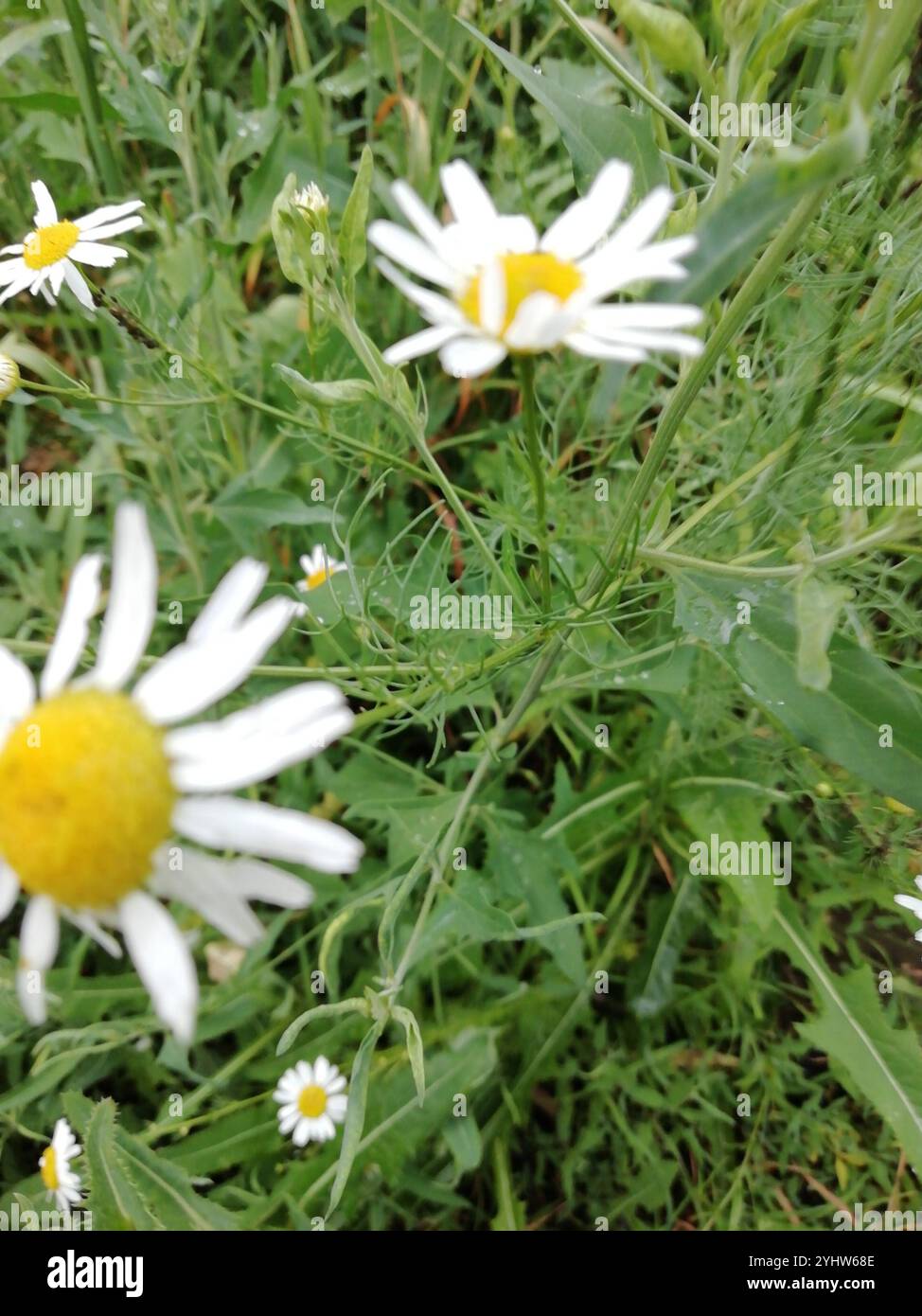 scentless mayweed (Tripleurospermum inodorum Stock Photo - Alamy