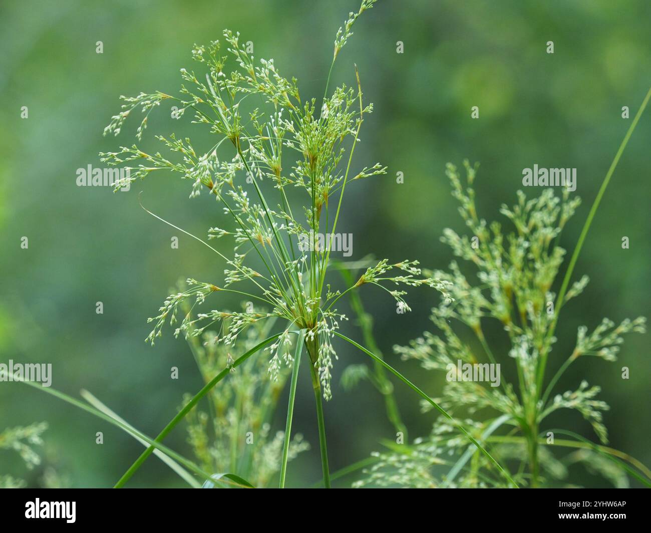 woolgrass (Scirpus cyperinus Stock Photo - Alamy