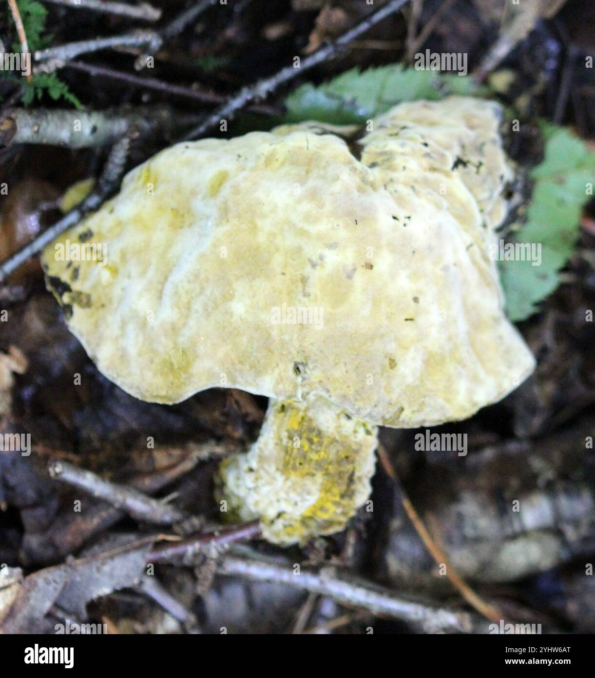 bolete mould (Hypomyces chrysospermus Stock Photo - Alamy