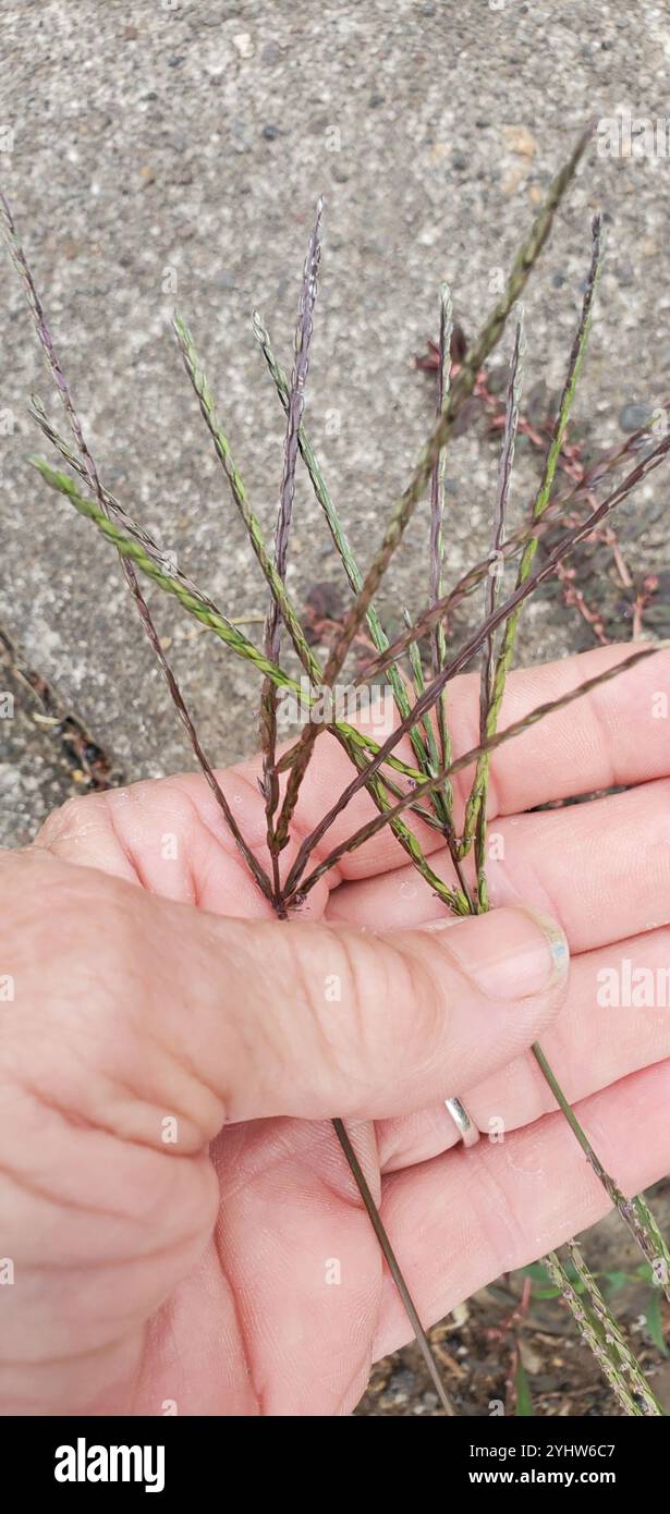 Hairy Crabgrass (Digitaria sanguinalis Stock Photo - Alamy
